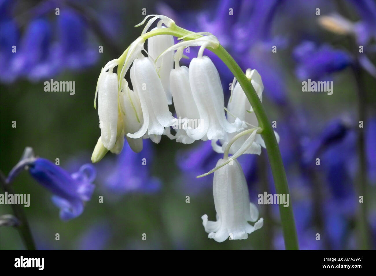 A white bluebell flower, Spring 2007 Stock Photo - Alamy