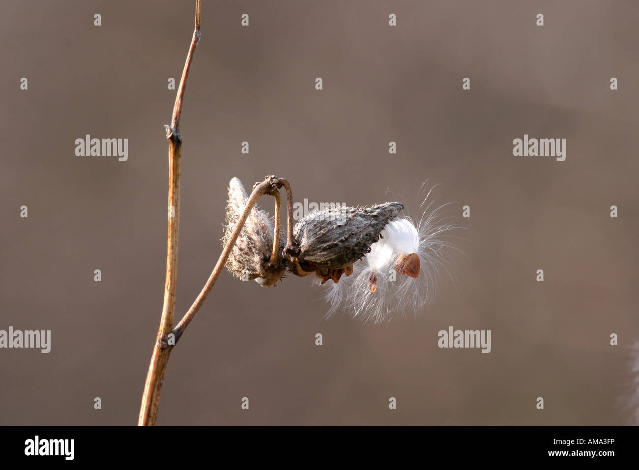 Common Milkweed seed pod Stock Photo - Alamy