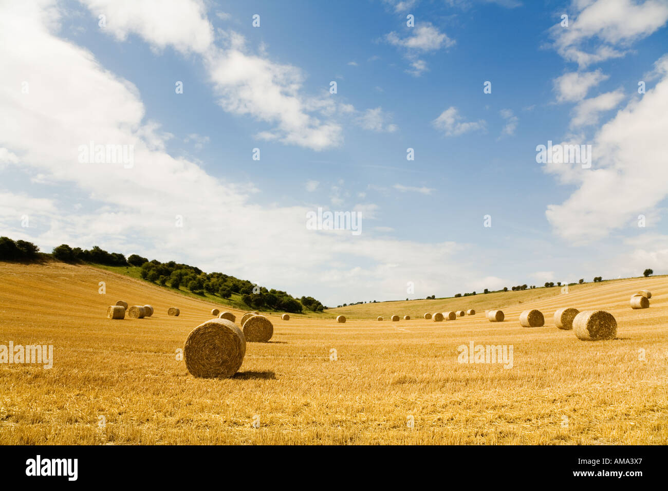 Hay bales in field Stock Photo - Alamy