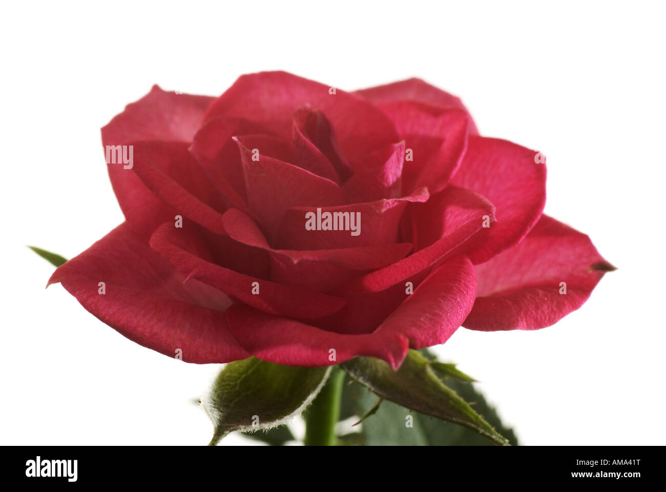 Rose Hybrida Mini Stock Photo - Alamy
