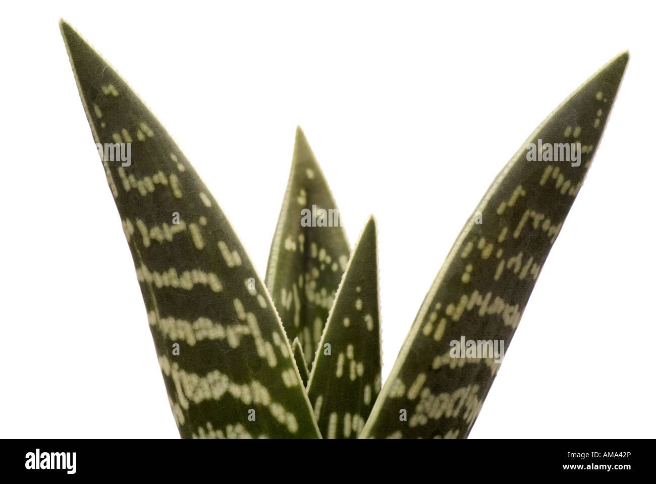 Partridge breasted aloe flower Aloe variegata Stock Photo - Alamy