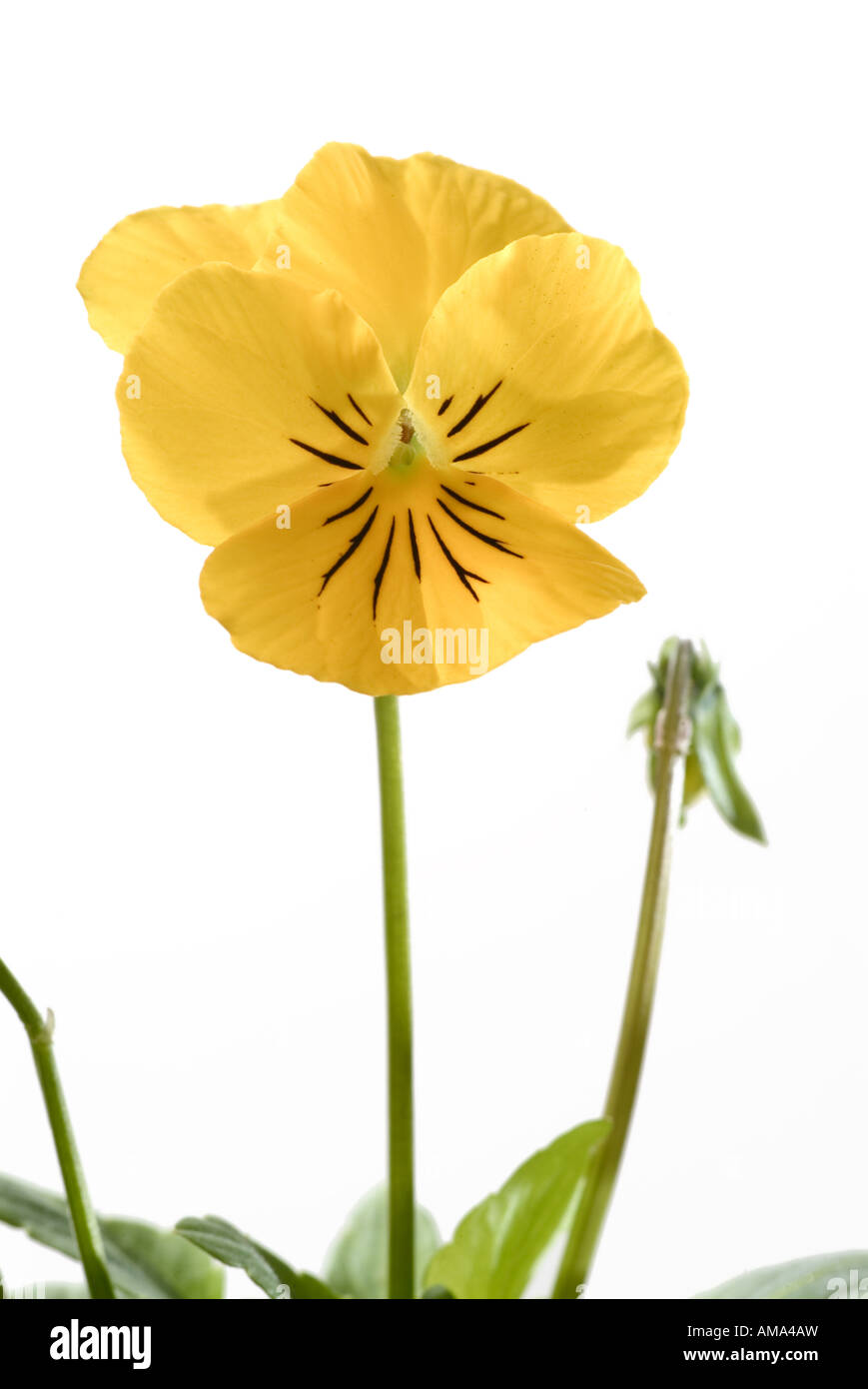 Viola studio cutout cut out hi-res stock photography and images - Alamy