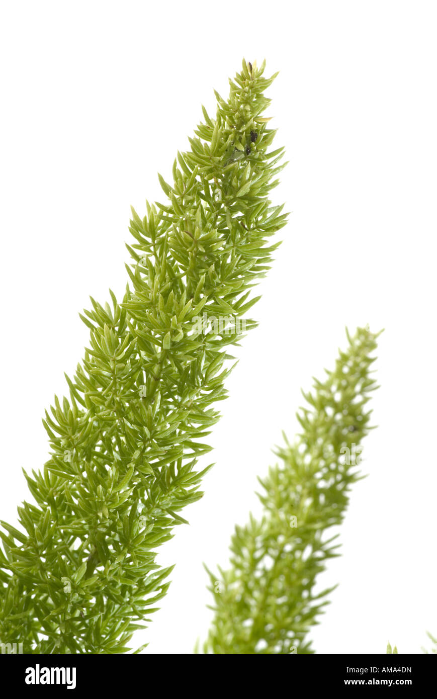 Asparagus fern Asparagus densiflorus Myersii Stock Photo - Alamy