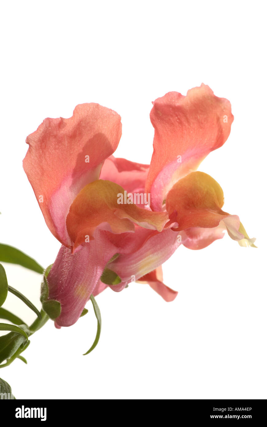 White snapdragons cut out hi-res stock photography and images - Alamy