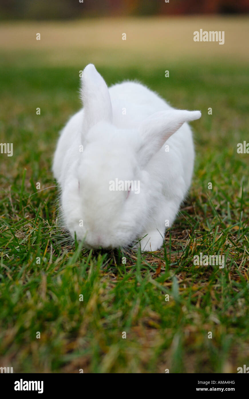 White Bunny Rabbit in the Grass Stock Photo - Alamy