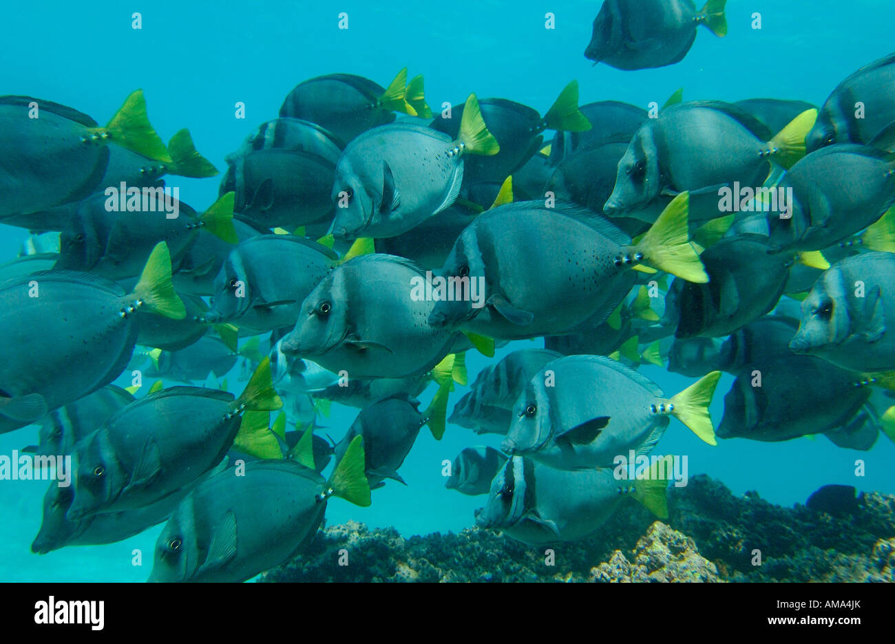 Yellowtail surgeonfish (Prionurus laticlavius). off Gardner Bay ...