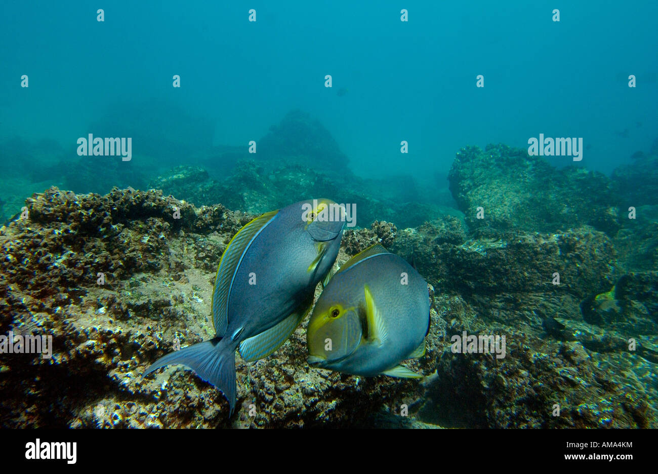 Purple surgeonfish (Acanthurus xanthopterus Valenciennes). off Gardner ...