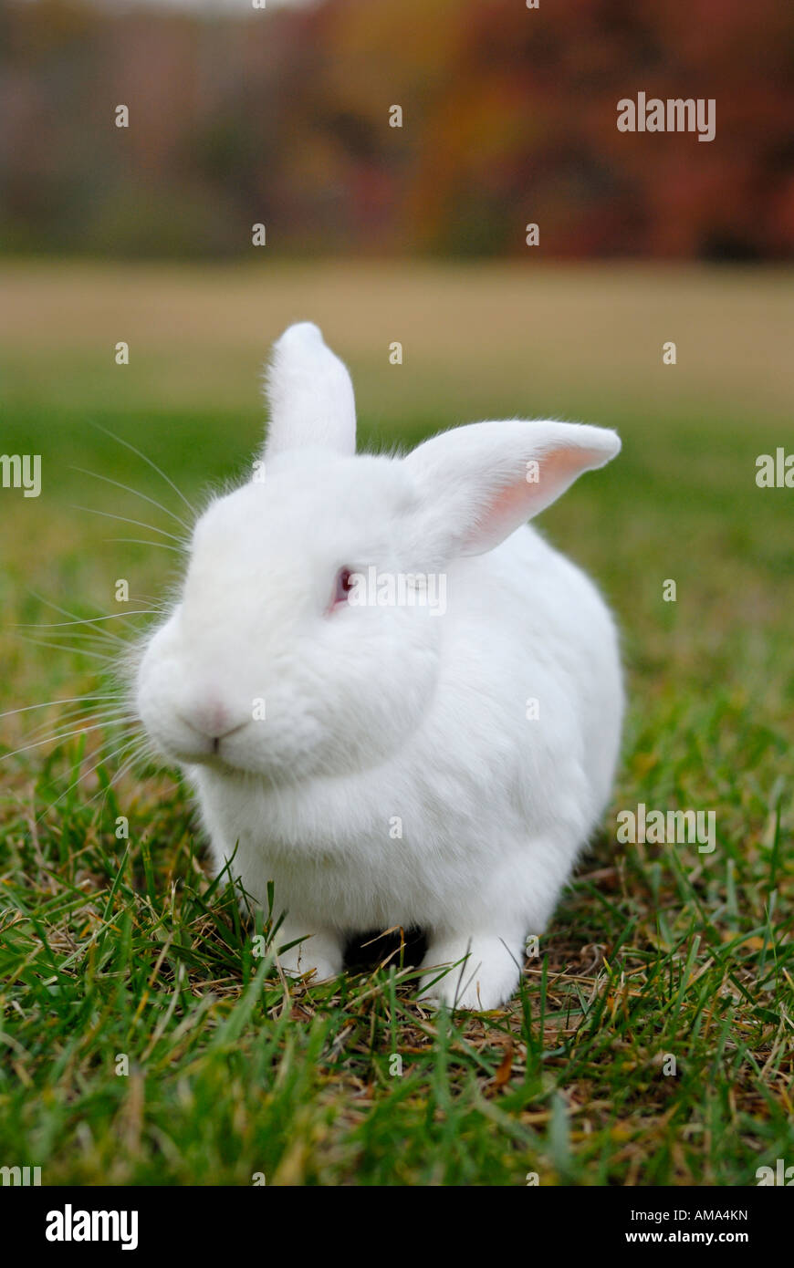 White Bunny Rabbit in the Grass Stock Photo - Alamy