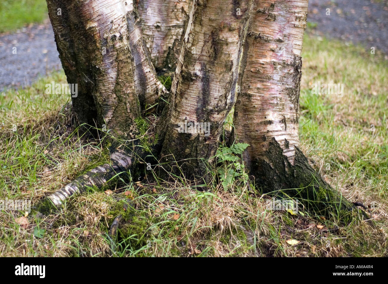 Tree Trunk base Stock Photo - Alamy