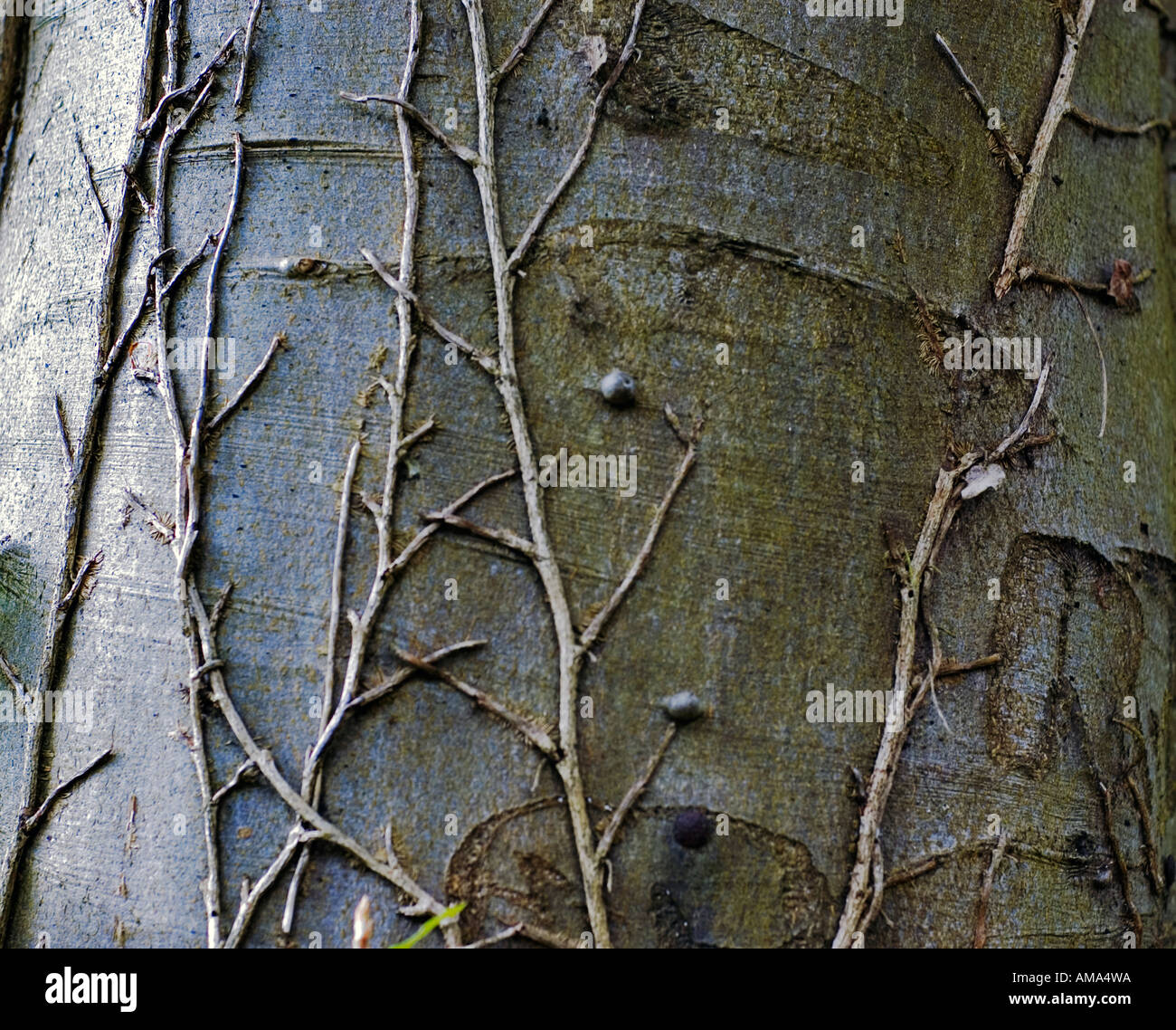 Tree Trunk vines Stock Photo - Alamy