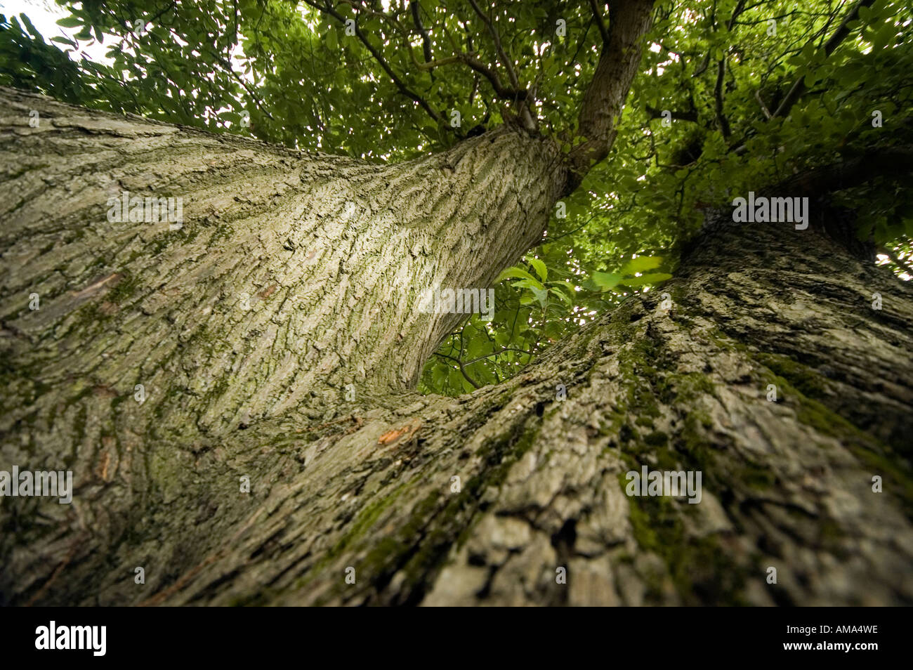Huge tree trunks looking up hi-res stock photography and images - Alamy