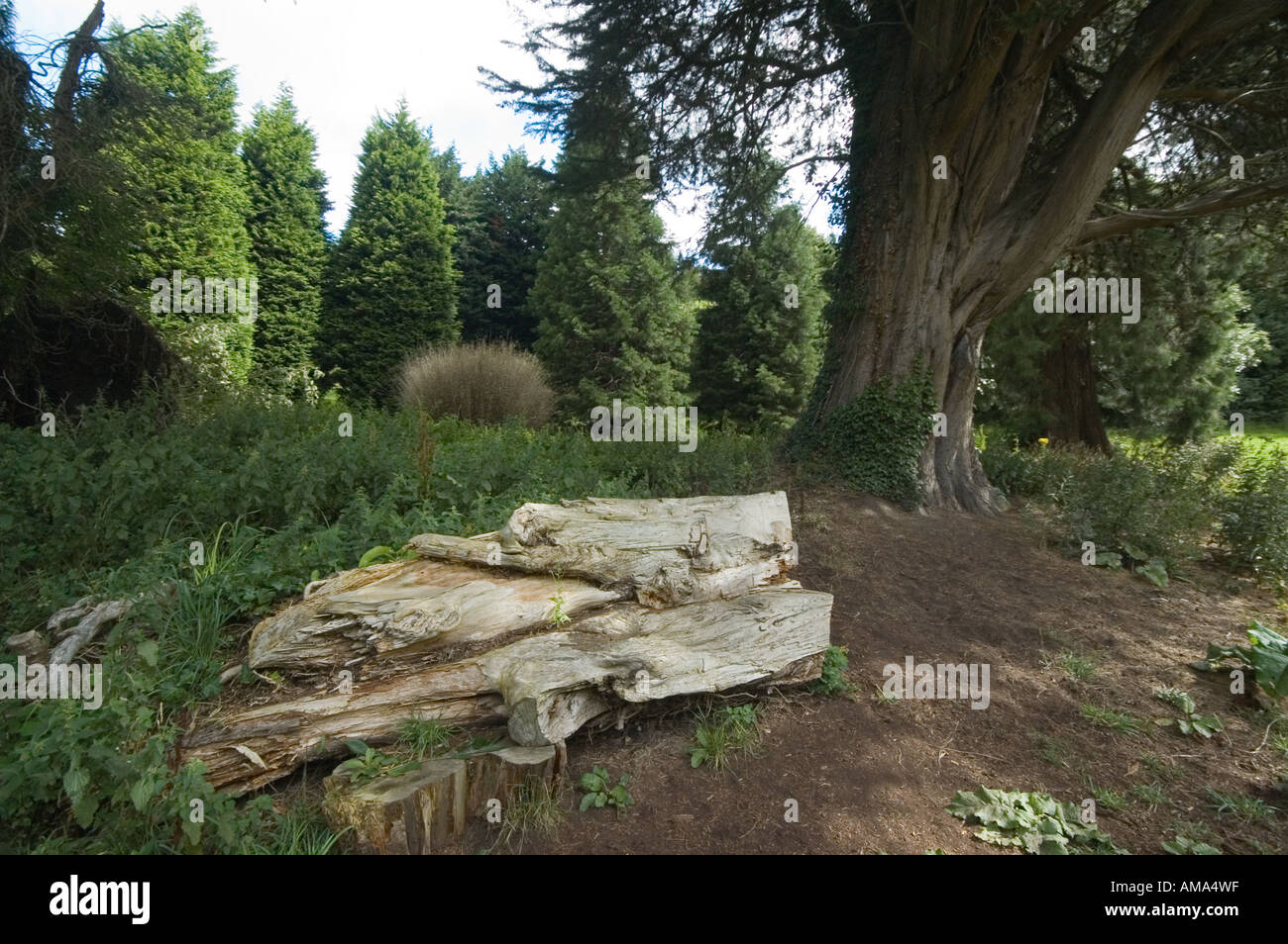 Tree die rotten hi-res stock photography and images - Alamy