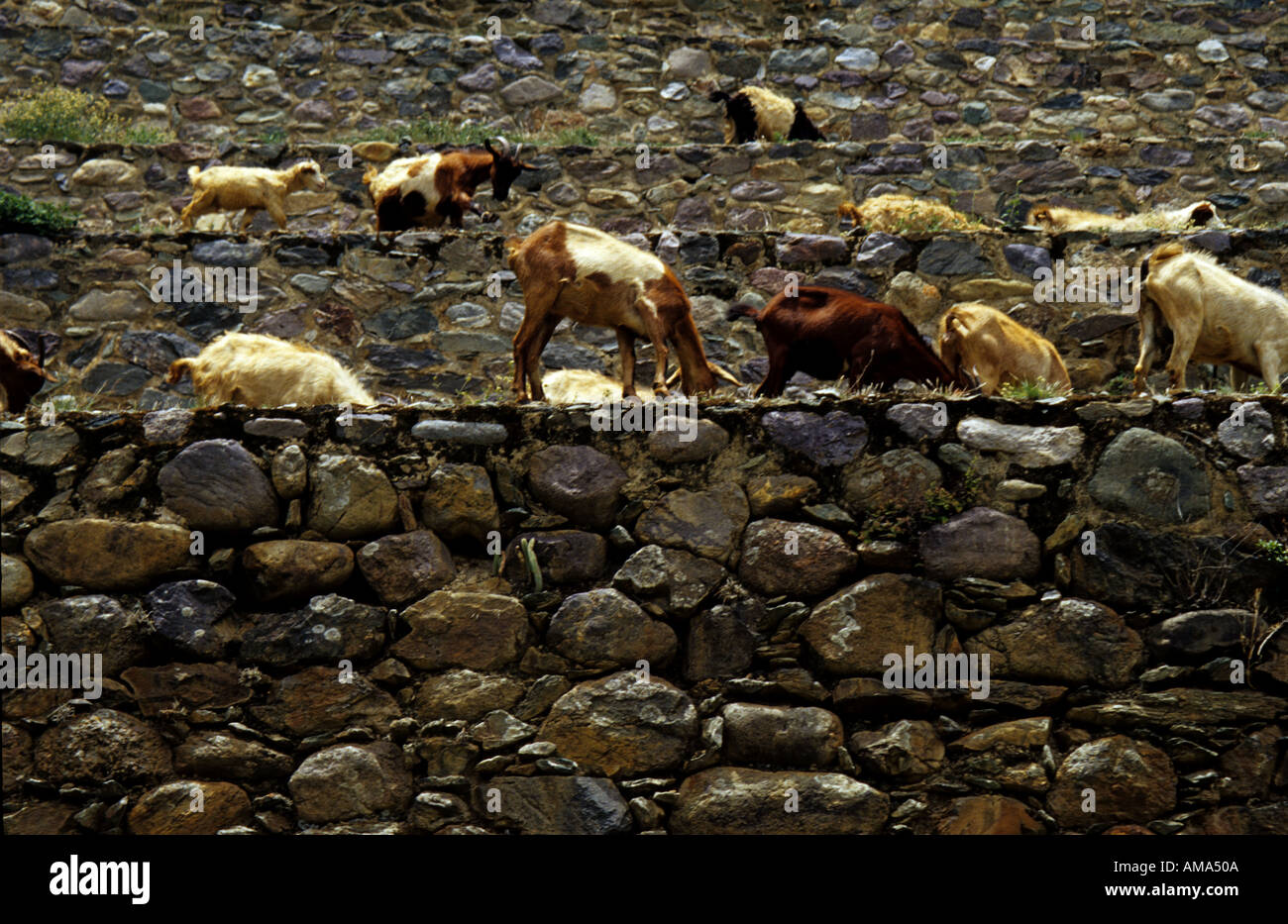 Goats on Inca Ruin Peru Stock Photo - Alamy