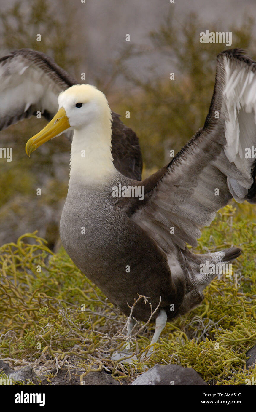 Waved albatross pair in courtship ritual which they perfect over the ...