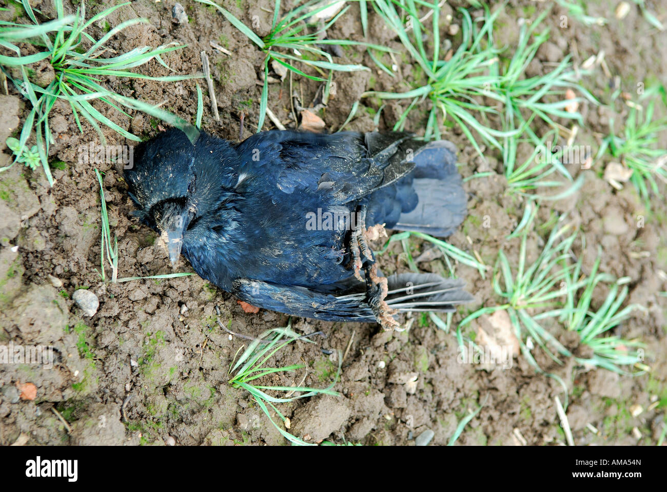 Dead crow deterrent hi-res stock photography and images - Alamy
