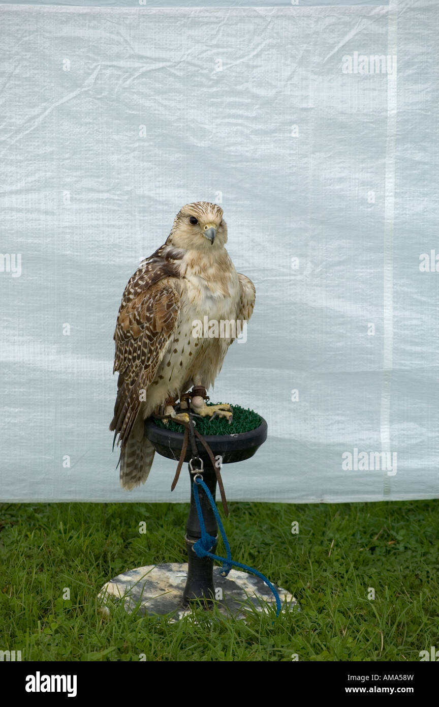 Saker falcon hawk hi-res stock photography and images - Alamy