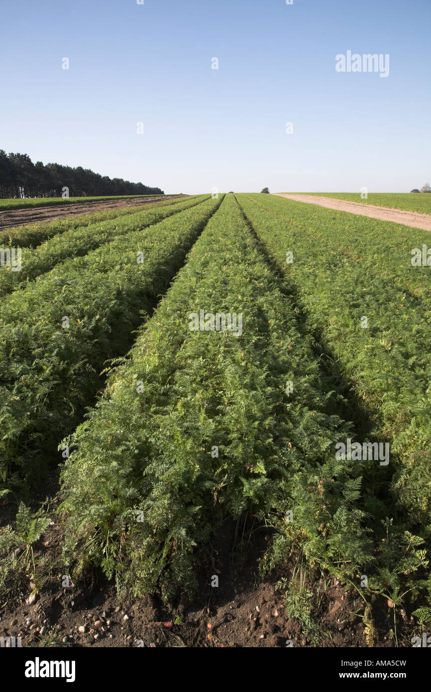 Wantisden hi-res stock photography and images - Alamy