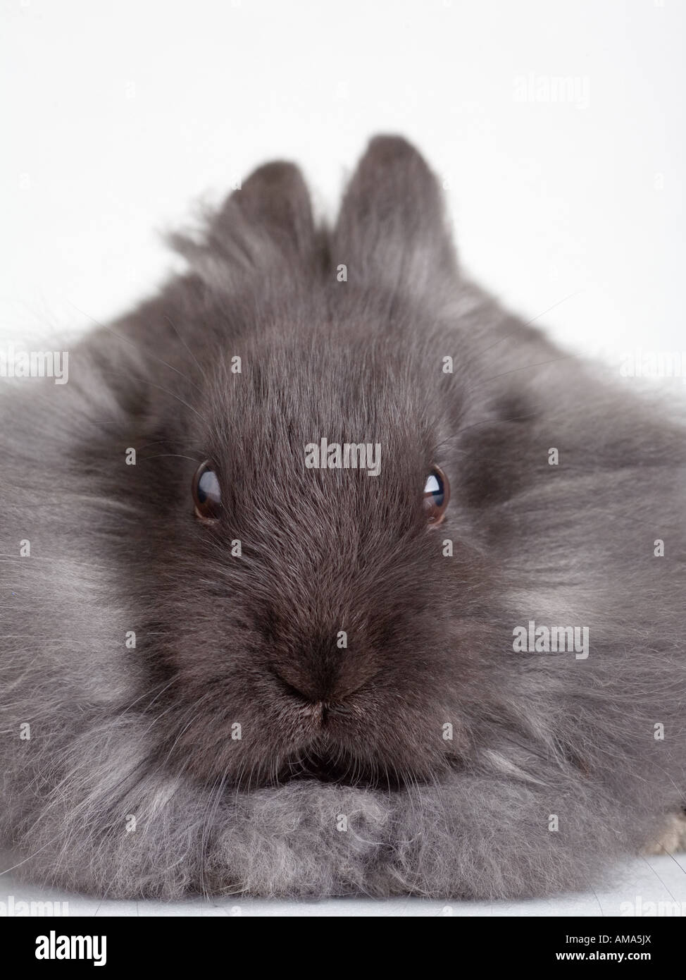 Portrait bunny rabbit Cut Out Stock Images & Pictures - Alamy