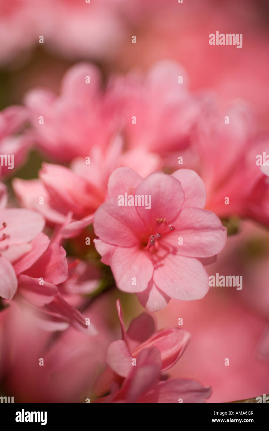 Pink rhododendrons in bloom at the Michie Tavern in Virginia Stock ...