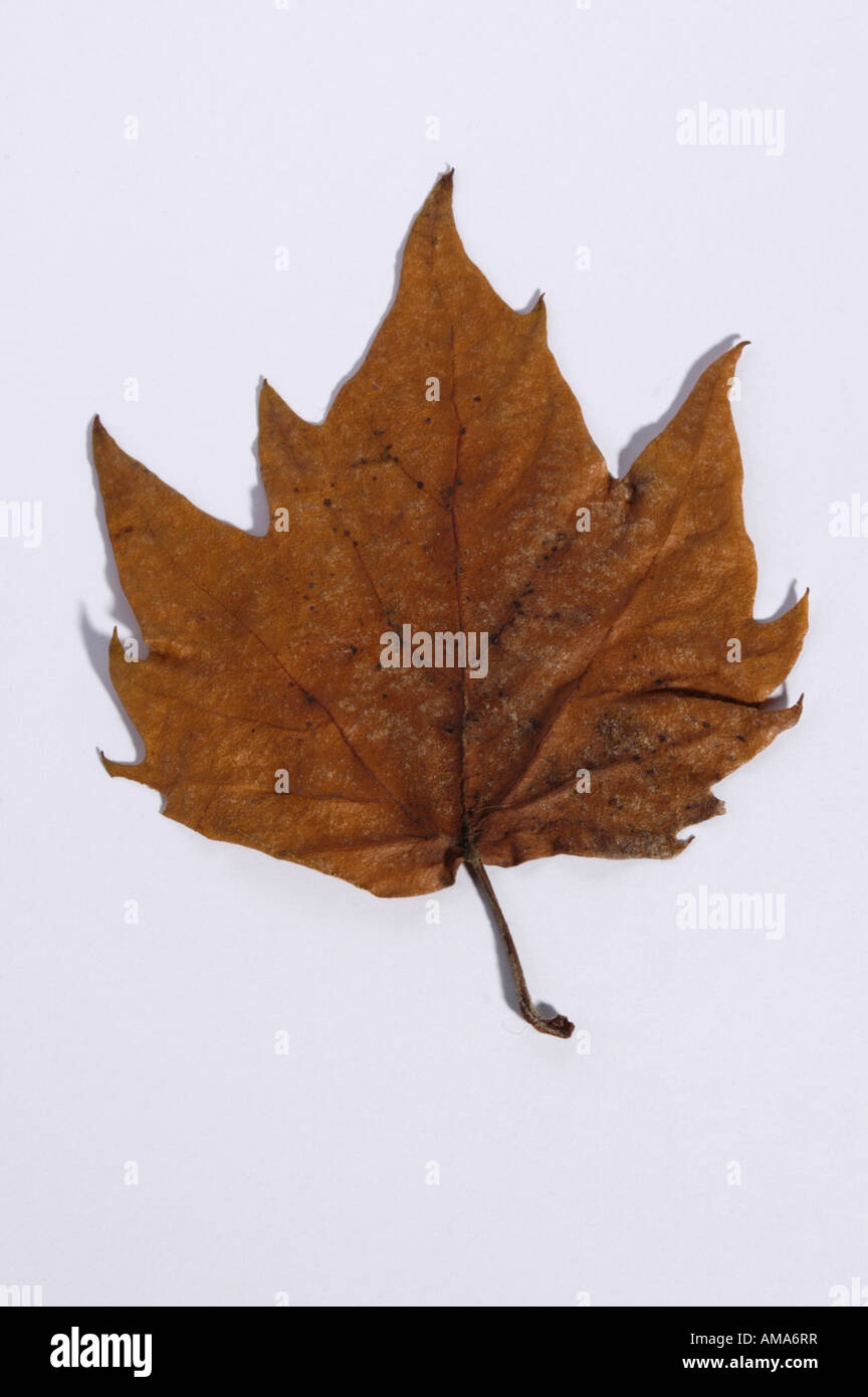 A single autumn leaf Stock Photo - Alamy