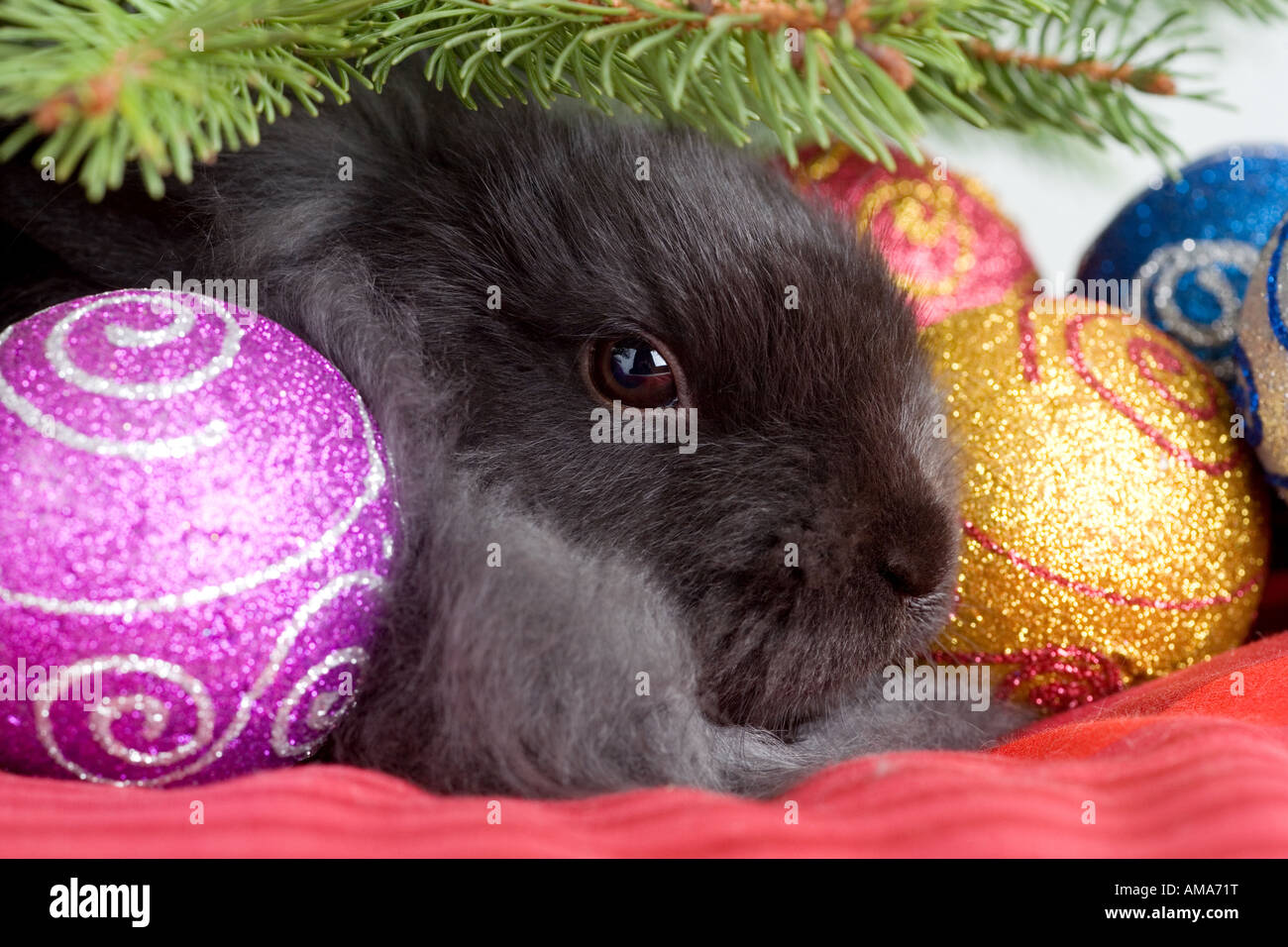 Cute christmas bunny under tree hi-res stock photography and images - Alamy