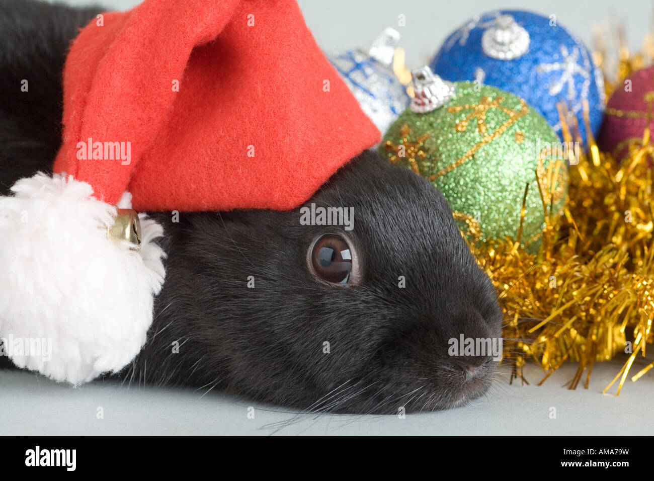 black and white bunny and christmas decorations Stock Photo - Alamy