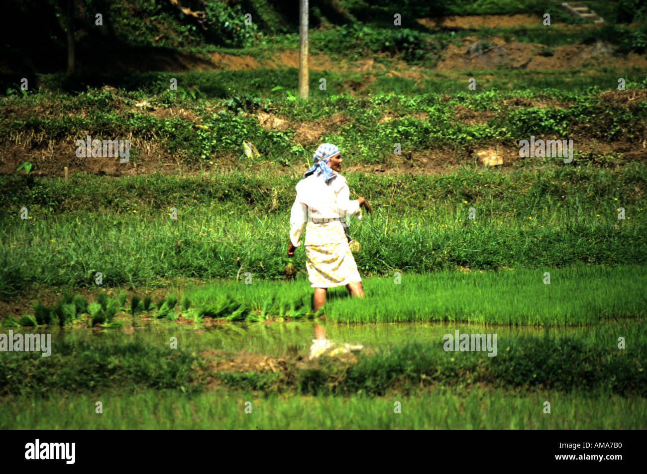 Child labour in sri lanka hi-res stock photography and images - Alamy
