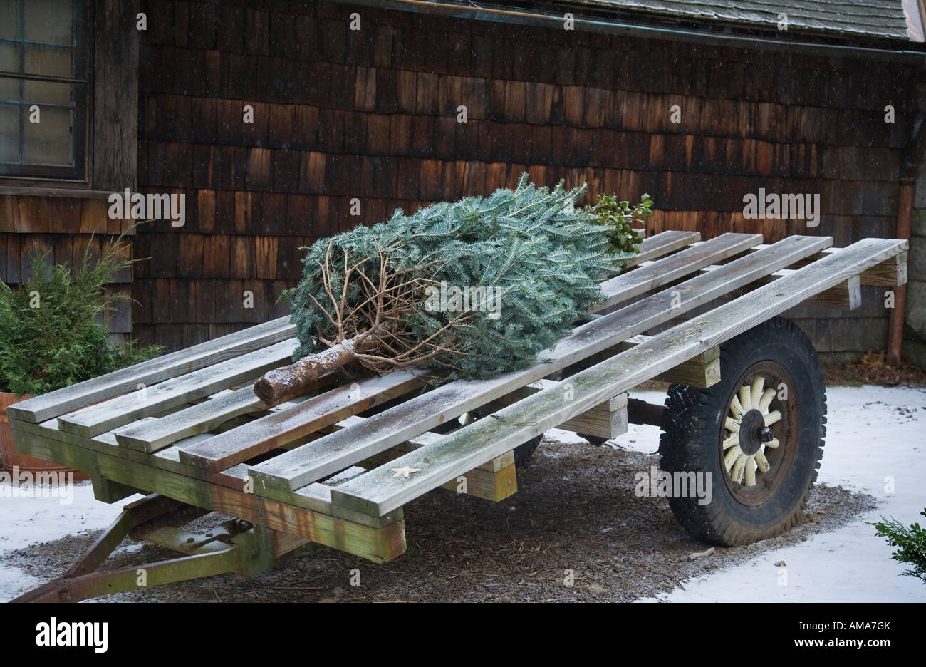 Christmas tree on a cart Stock Photo - Alamy