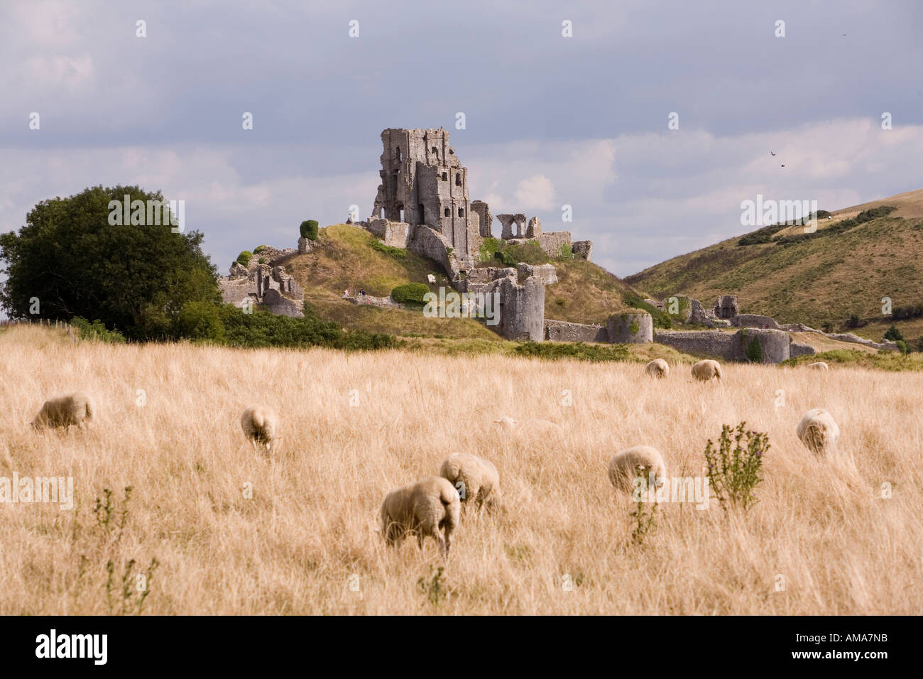 Sheep dorset historical hi-res stock photography and images - Alamy