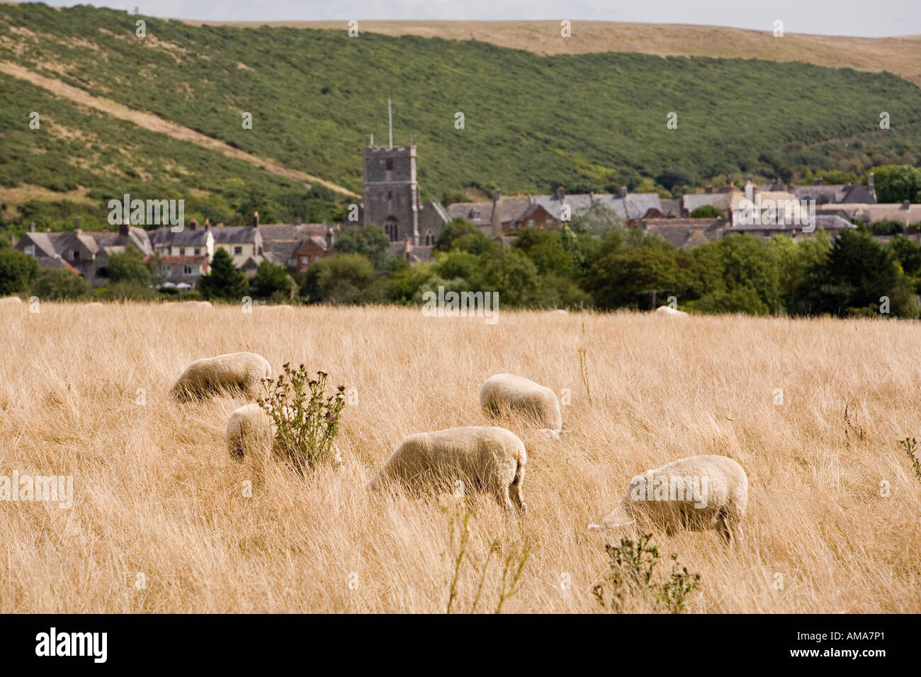 Sheep dorset historical hi-res stock photography and images - Alamy