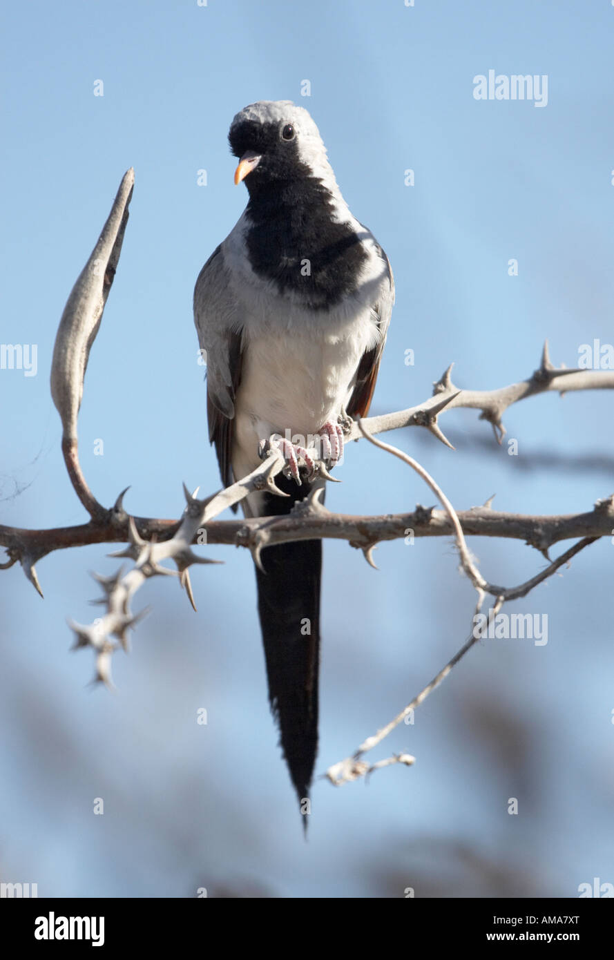 Namaqua Dove (Oena capensis Stock Photo - Alamy