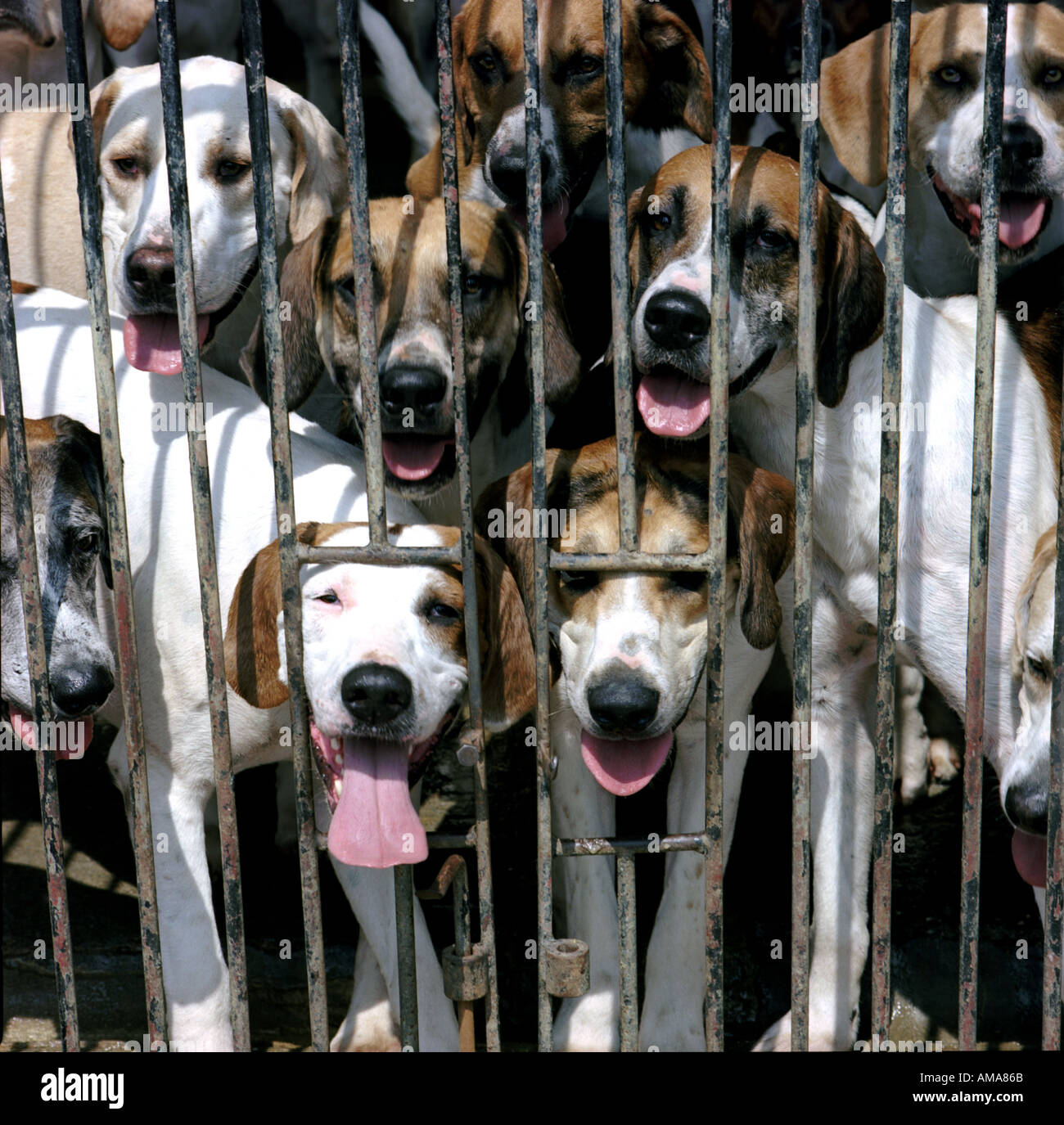 Fox Hounds at Home Stock Photo - Alamy