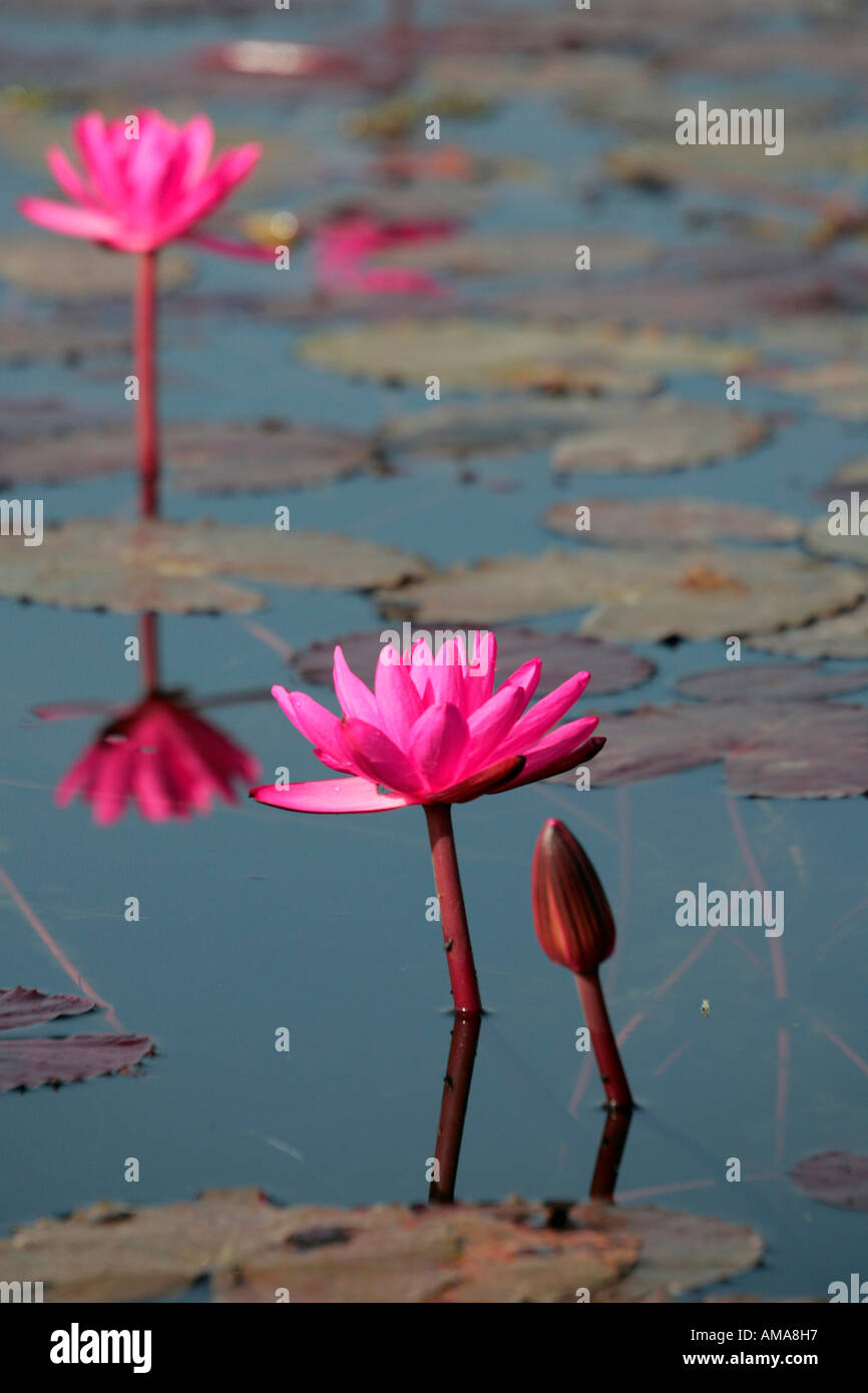 Lotus flowers on Inle Lake, Shan State, Burma, (Myanmar Stock Photo - Alamy