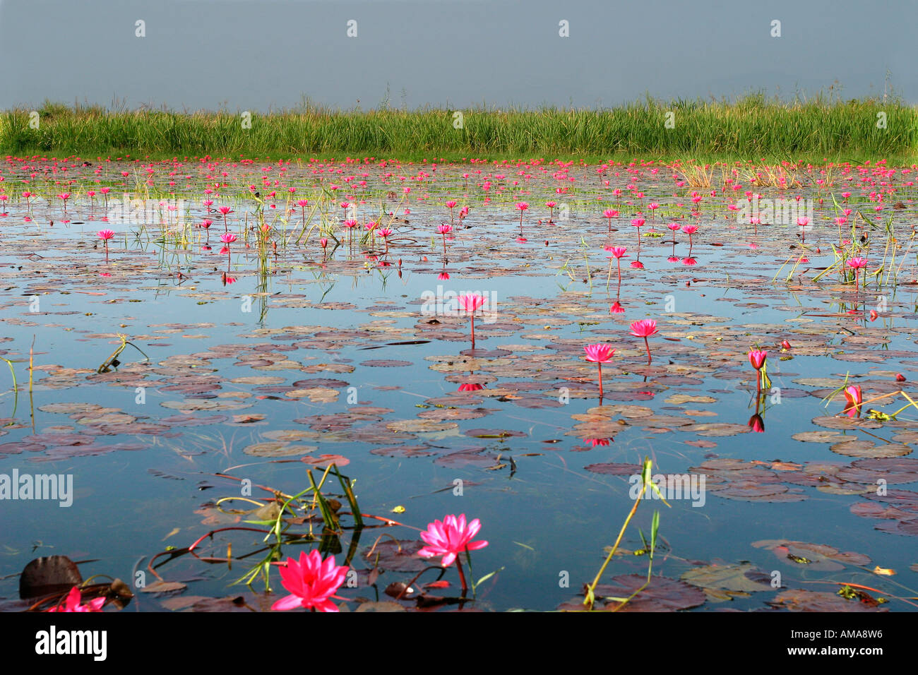 Lotus flower gardens at Inle Lake, Shan State, Burma, (Myanmar Stock ...