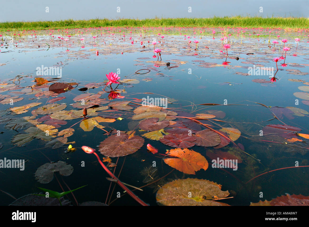 Lotus flower gardens at Inle Lake, Shan State, Burma, (Myanmar Stock ...