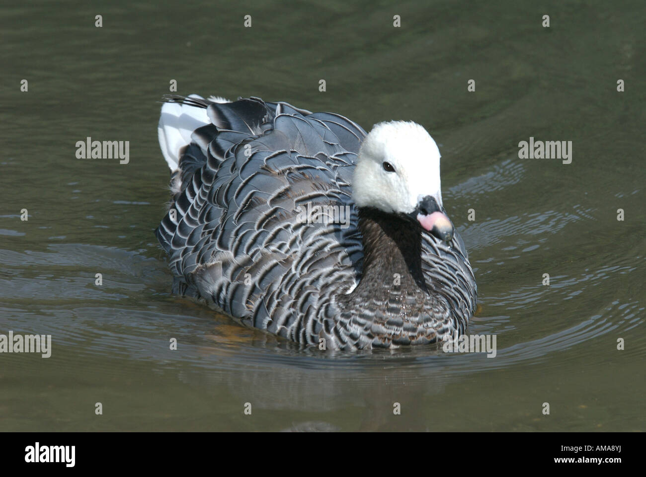 Emperor Goose Anser canagicus Water living birds Stock Photo - Alamy