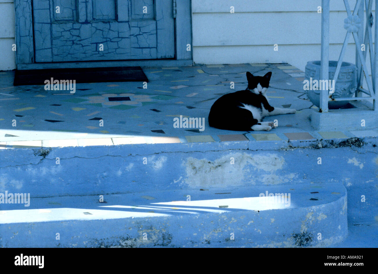 Cat on steps Key West Florida Stock Photo - Alamy