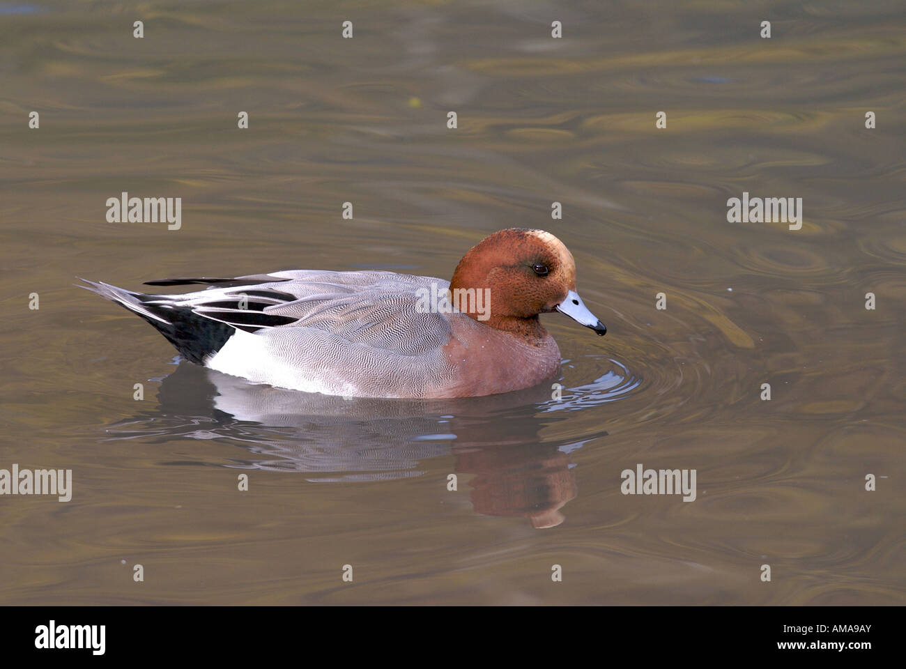 Pochard duck Aythya ferina Water living birds Stock Photo - Alamy
