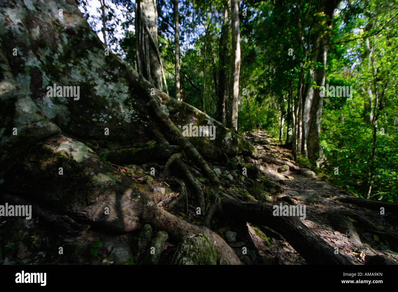 Guatemala, Tikal, jungle tree roots overgrowing path between temples ...
