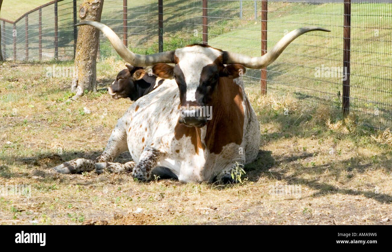 Longhorn steer resting in central Texas pasture Stock Photo - Alamy