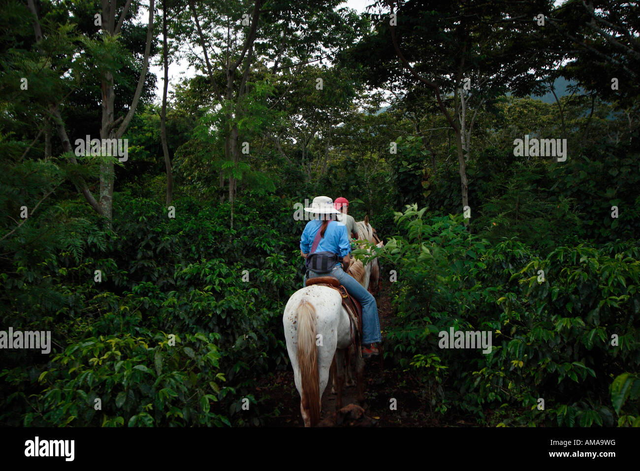 Coffee plantations guatemala hi-res stock photography and images - Alamy