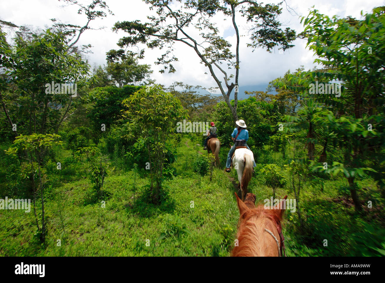 Guatemala, Lake Attitlan, tourist on horse back riding through coffee ...
