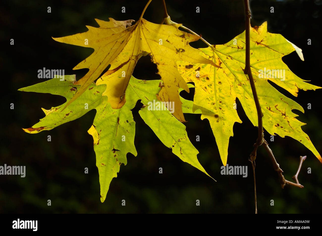 Oriental Plane Tree leaves Platanus orientalis Stock Photo - Alamy