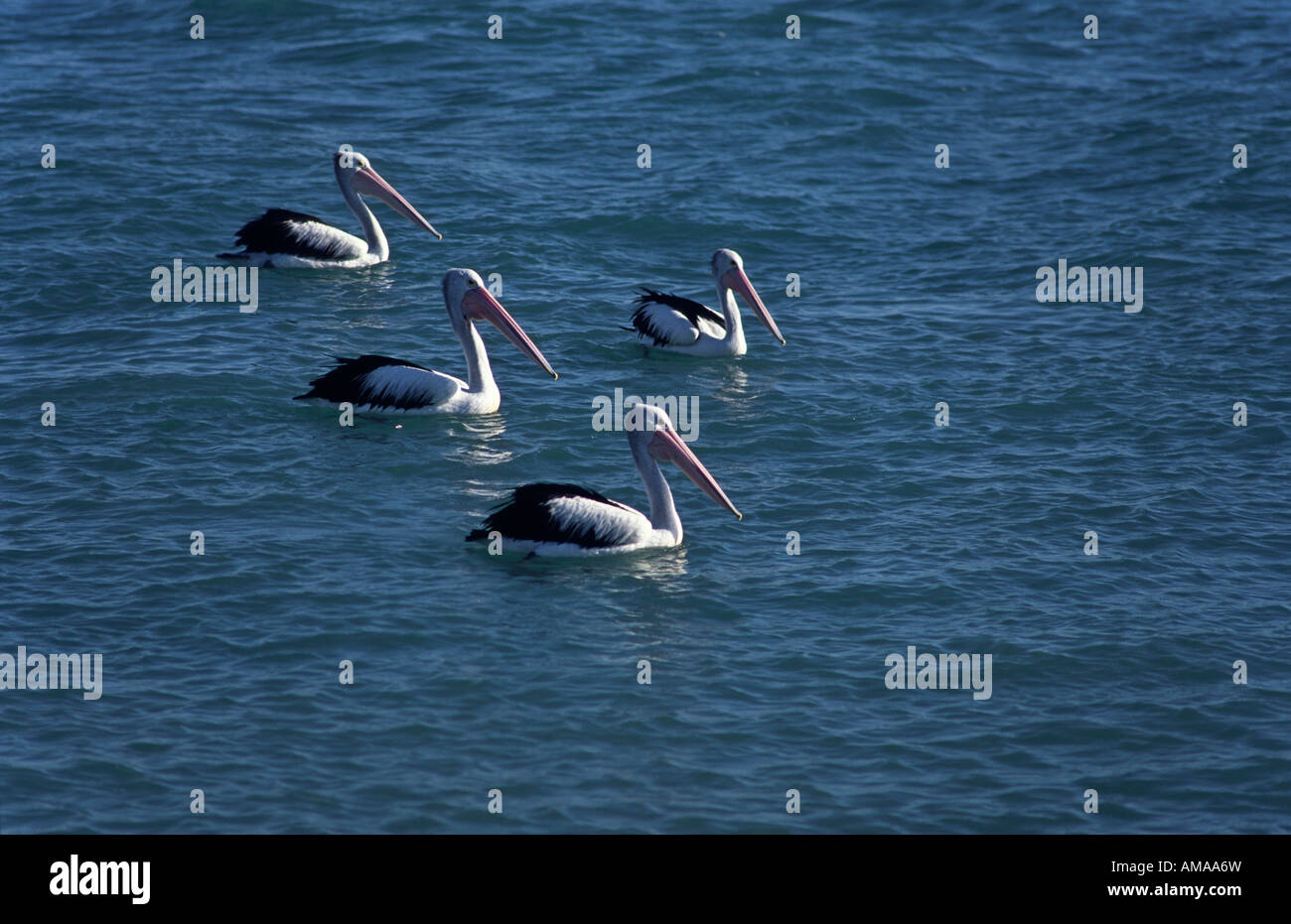 Australian indigenous native endemic animals fauna hi-res stock ...