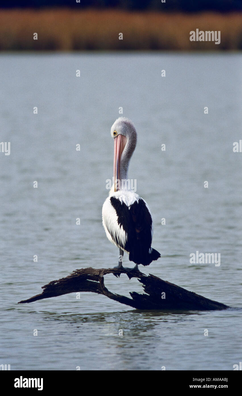 Side profile of pelican in water hi-res stock photography and images ...