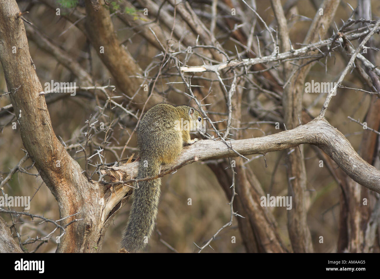 Smith's Bush Squirrel (paraxerus cepapi) South Africa Stock Photo - Alamy