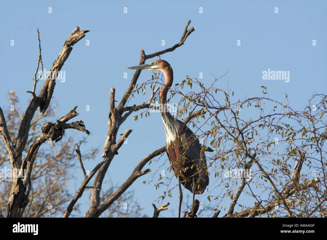 Goliath Heron (ardea goliath) perched in a tree, South Africa Stock ...