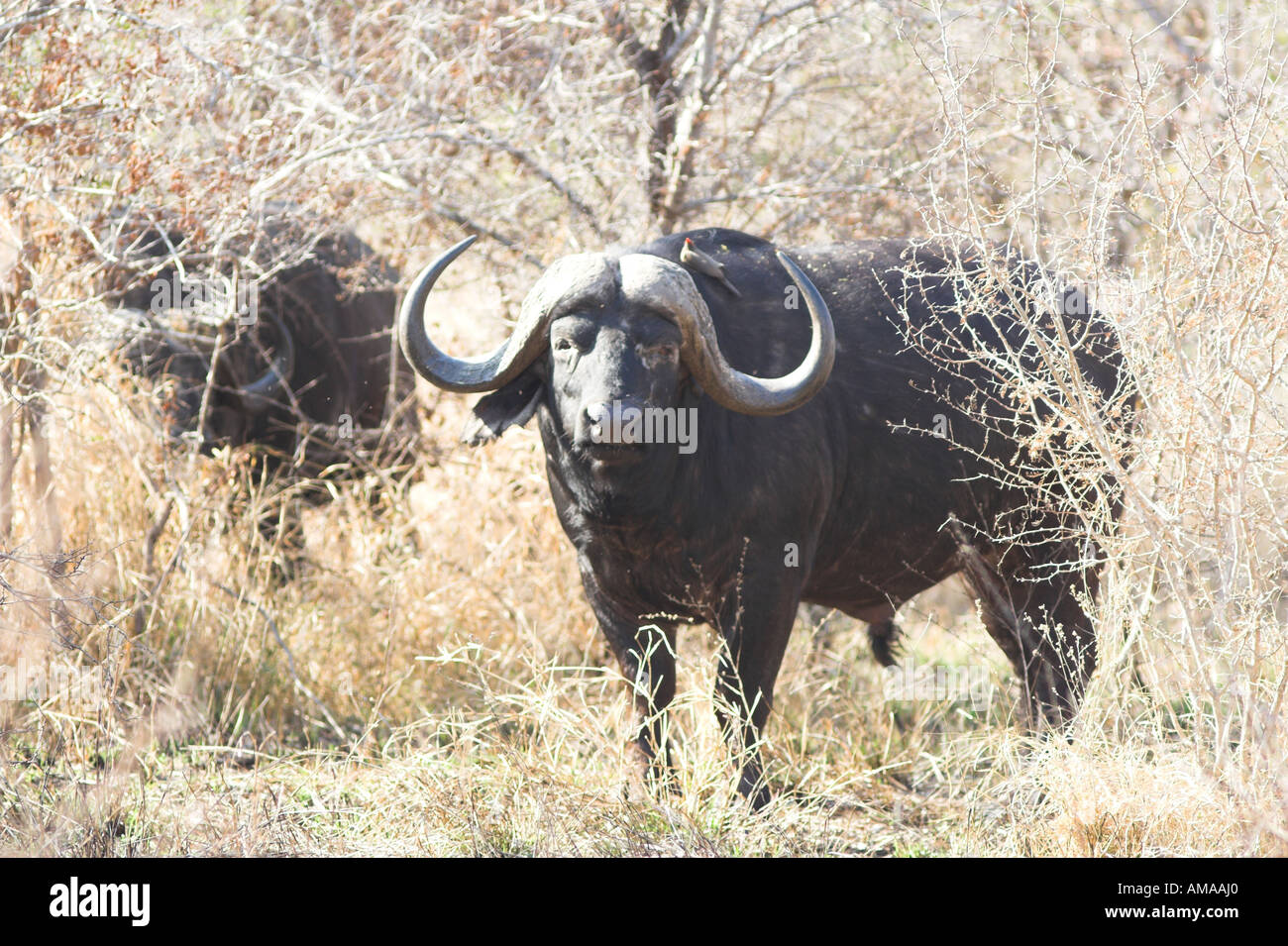 African buffalo head trophy hi-res stock photography and images - Alamy