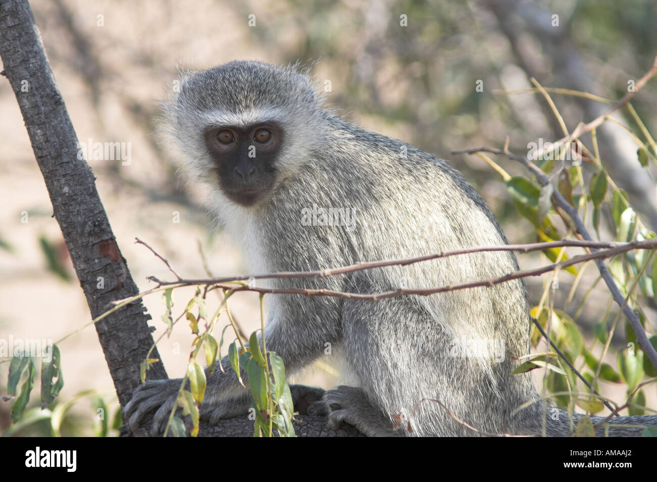 Vervet (cercopithecus aethiops) South Africa Stock Photo - Alamy