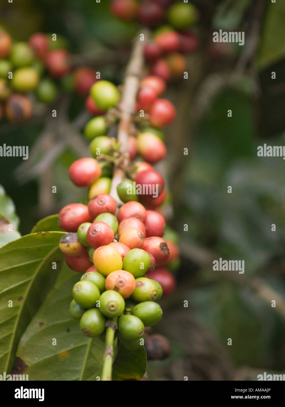 Antigua, Guatemala: Coffee on the bush Stock Photo - Alamy